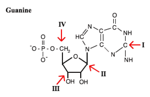 MCAT Biology Question -- Nucleotide Structures | Blueprint Prep MCAT