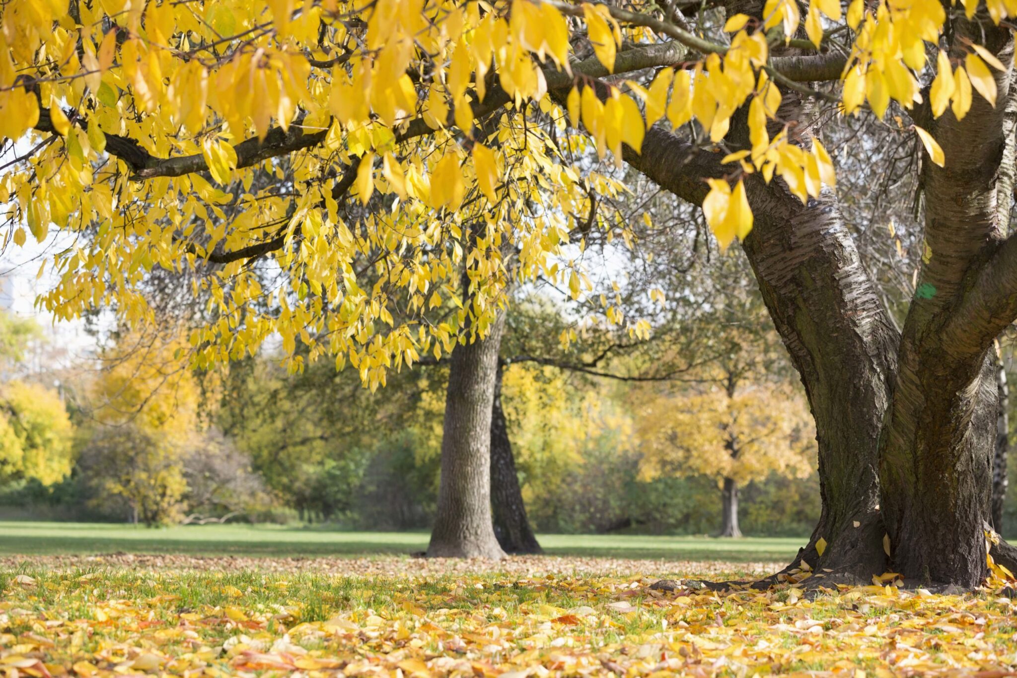 November LSAT-Flex Recap | LSAT Study Blog - Blueprint Prep